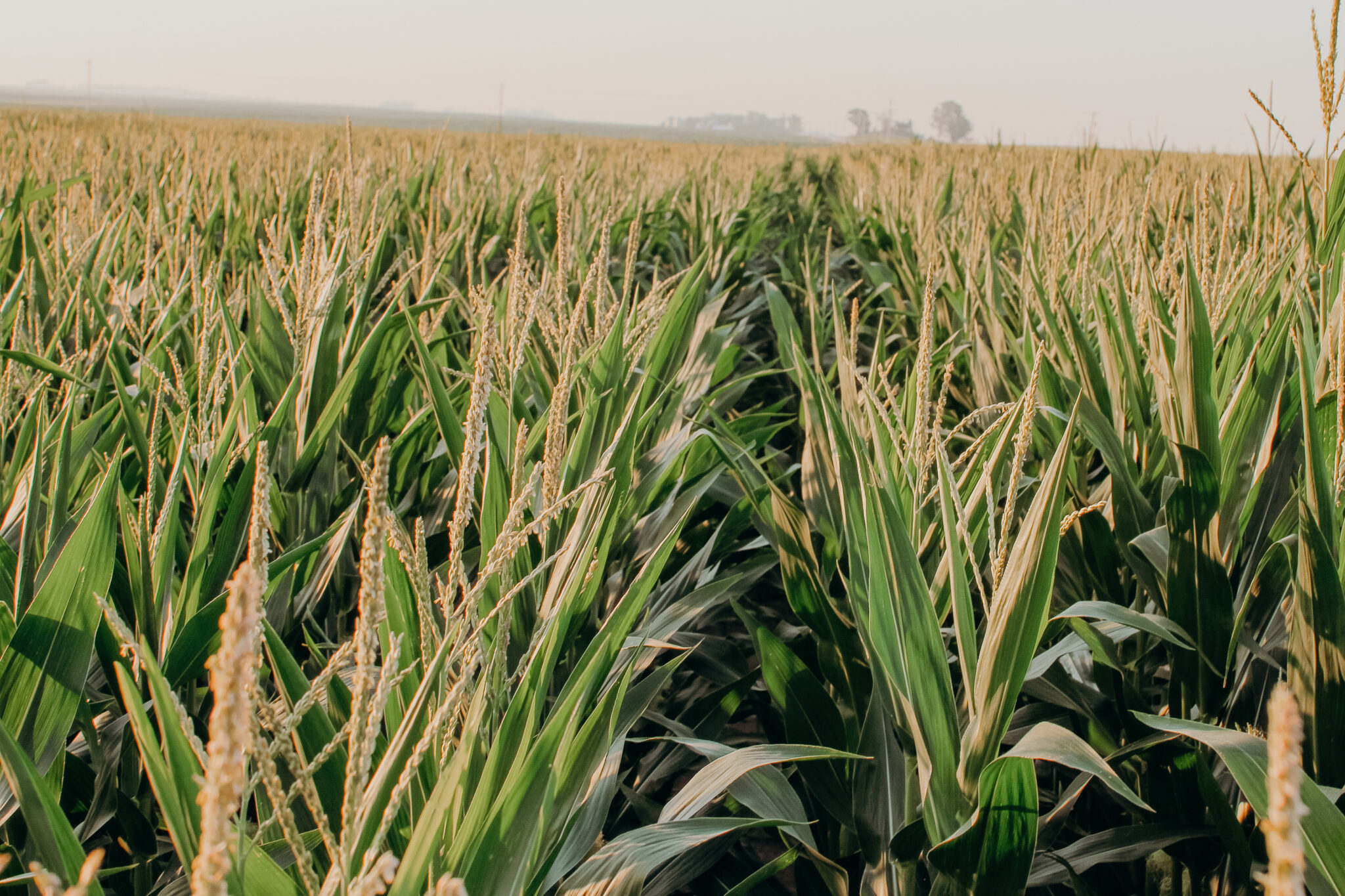 Big Oil Embraces Corn as Former Foes Unite Against EV Threat - Summit ...